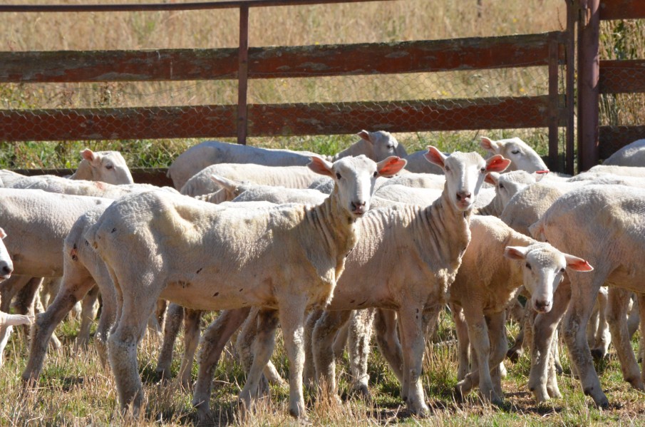 Lot 14 - 220 Future Breeder Ewe Lambs | AuctionsPlus