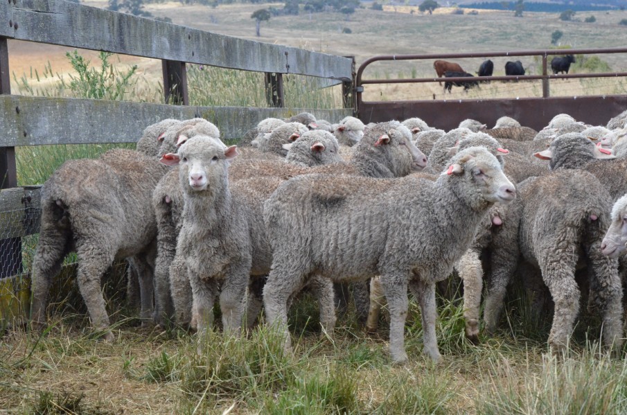 Lot 47 - 480 Woolgrower Wether Lambs | AuctionsPlus
