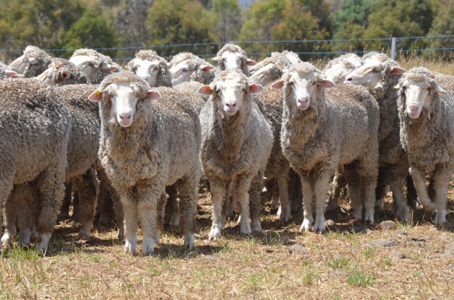 Lot 49 - 400 Woolgrower Wether Hoggets | AuctionsPlus