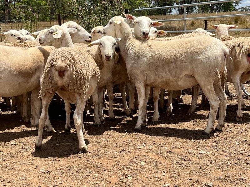 Lot 581 - 145 Station Mated Ewes & 180 Lambs | AuctionsPlus