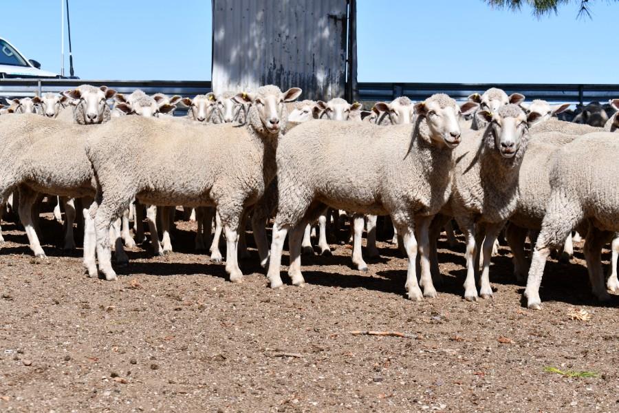Lot 890 - 321 Scanned Undetectable Ewes | AuctionsPlus