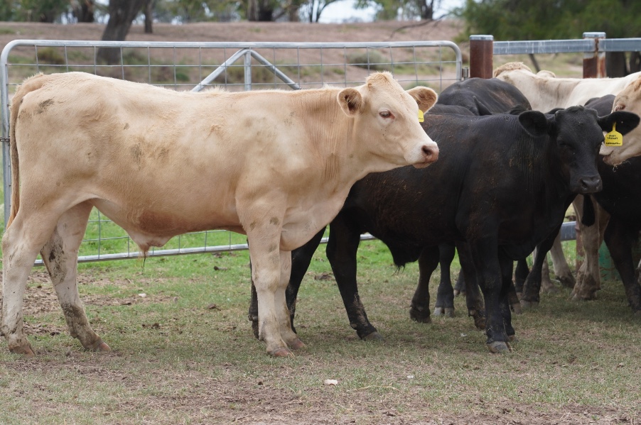 Lot 126 - 20 Backgrounder Steers | AuctionsPlus