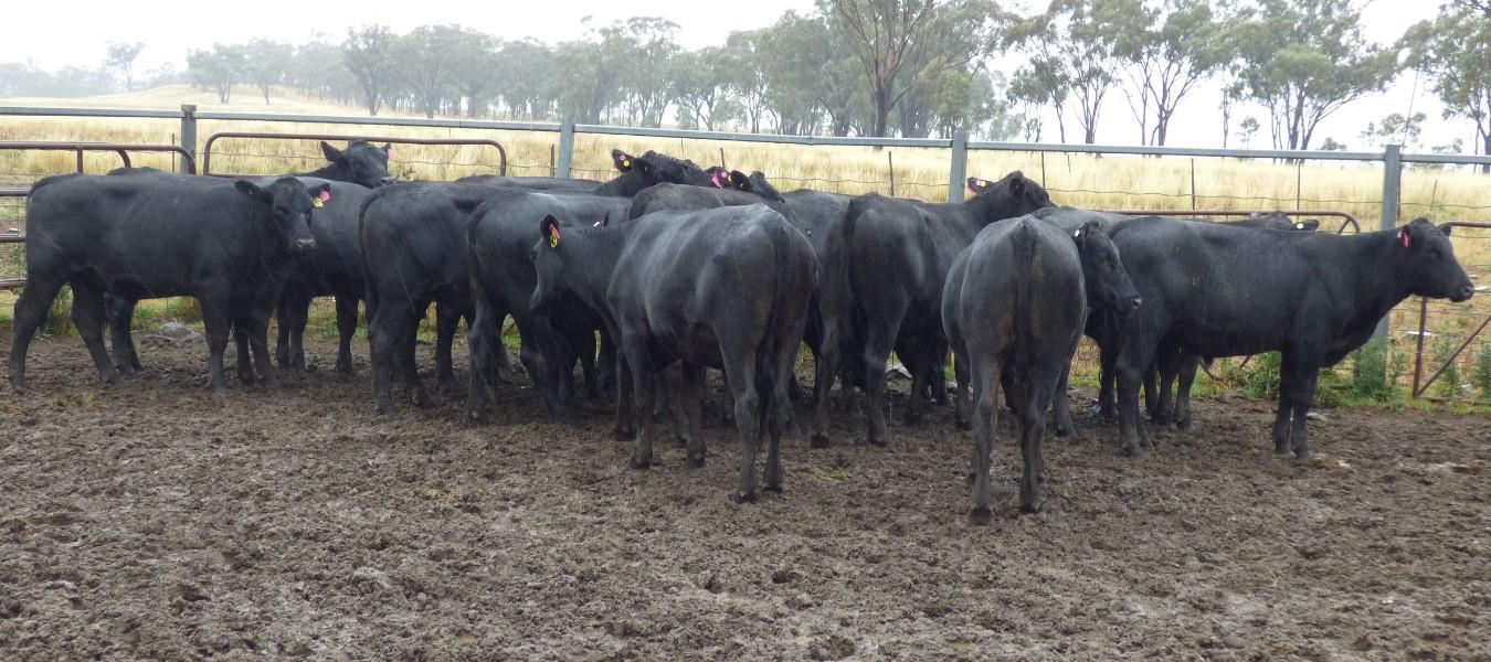 Lot 150 - 20 Backgrounder Steers | AuctionsPlus