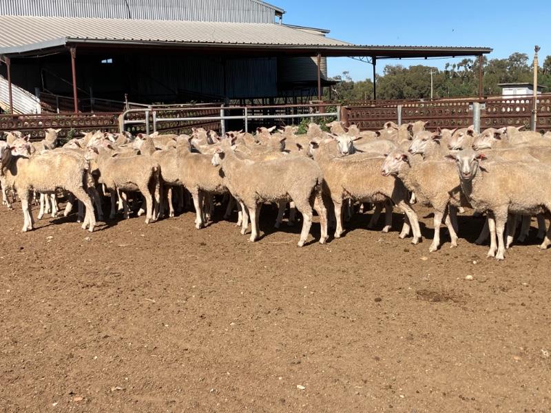 Lot 24 - Pen 22 - 123 Future Breeder Ewe Lambs | AuctionsPlus