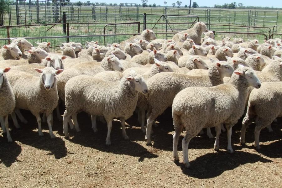 Lot 773 - 228 Future Breeder Ewe Lambs | AuctionsPlus