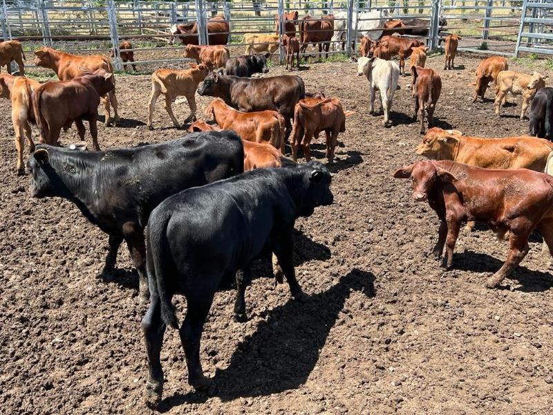 Lot 307 - 66 NSM Cows & 66 Calves | AuctionsPlus