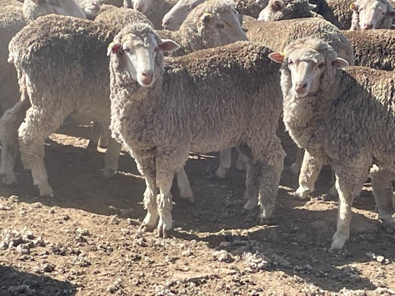 Lot 247 - 325 Future Breeder Ewe Hoggets | AuctionsPlus