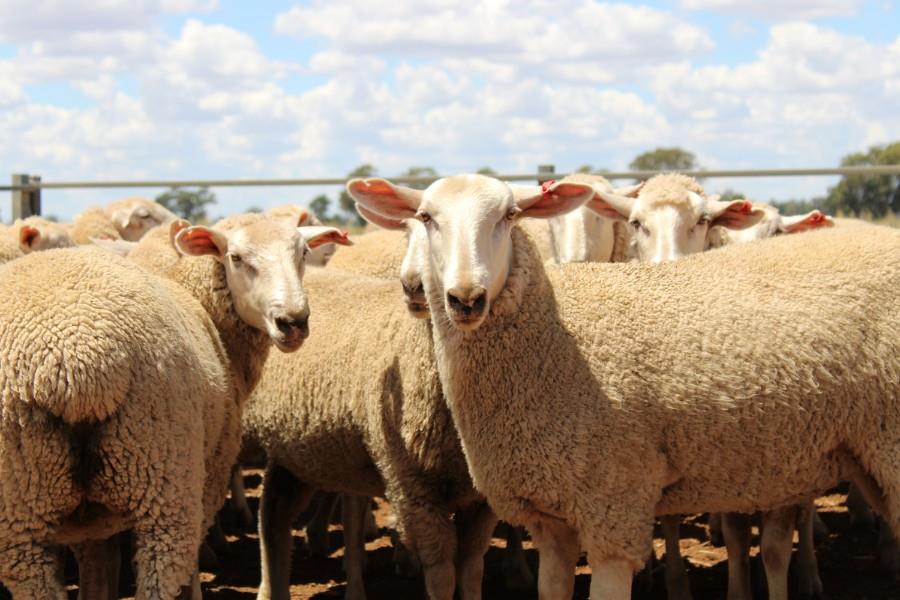 Lot 16 - Pen 31 - 93 Future Breeder Ewe Lambs | AuctionsPlus