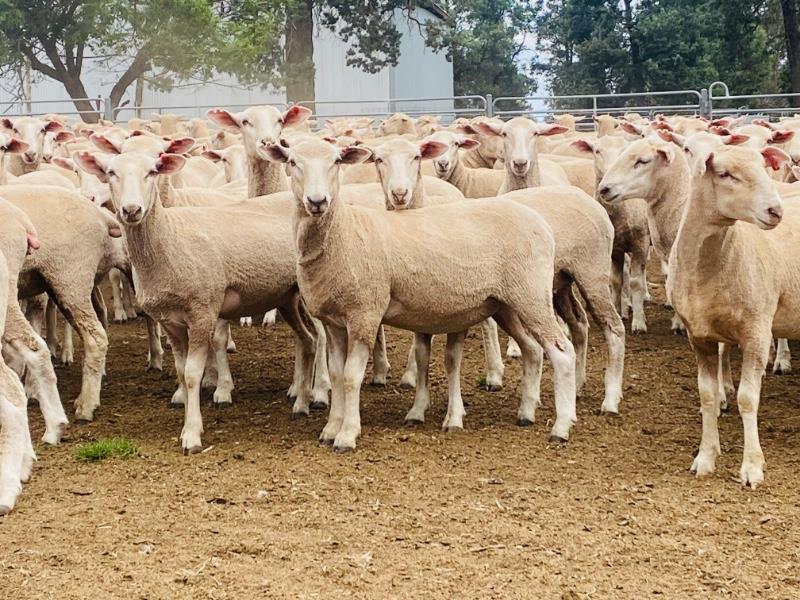 Lot 17B - Pen 14 - 150 NSM Ewes | AuctionsPlus