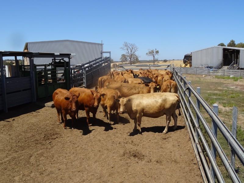 Lot 499 - 36 Cows | AuctionsPlus