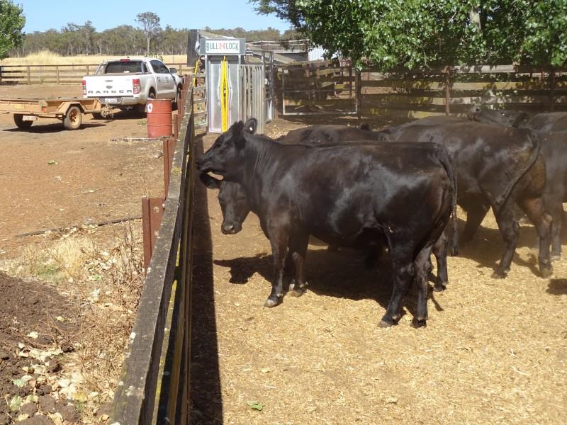 Lot 498 - 10 Slaughter Heifers and Cows | AuctionsPlus