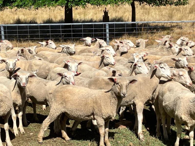 Lot 594 - 162 Mixed Sex Store Lambs | AuctionsPlus