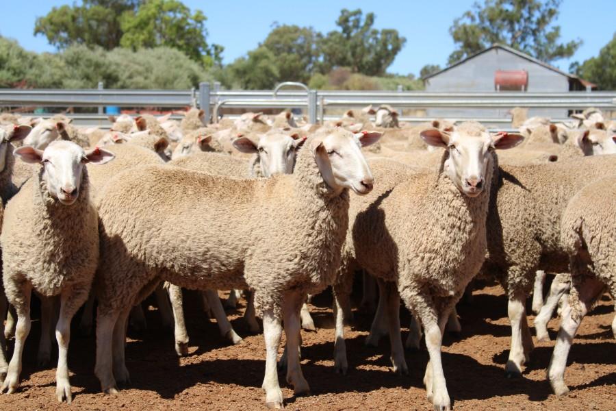 Lot 21 - Pen 19 - 207 Future Breeder Ewe Lambs | AuctionsPlus