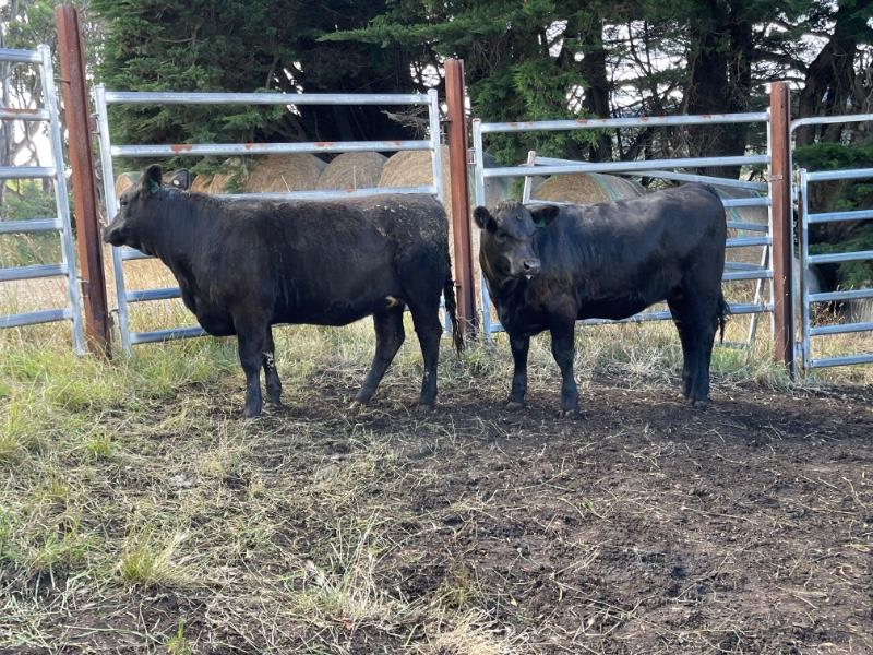 Lot 155 - 7 Unweaned Heifers | AuctionsPlus