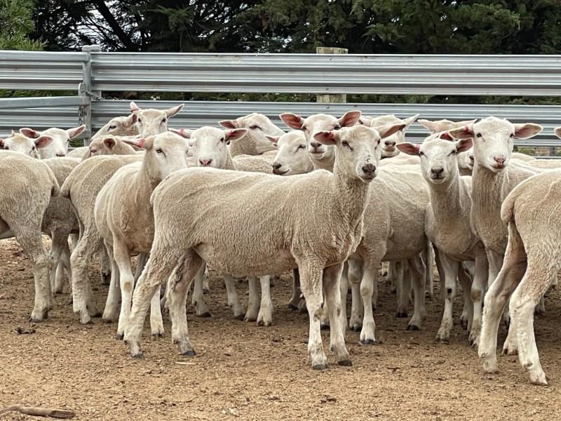 Lot 5 - 70 Future Breeder Ewe Lambs | AuctionsPlus
