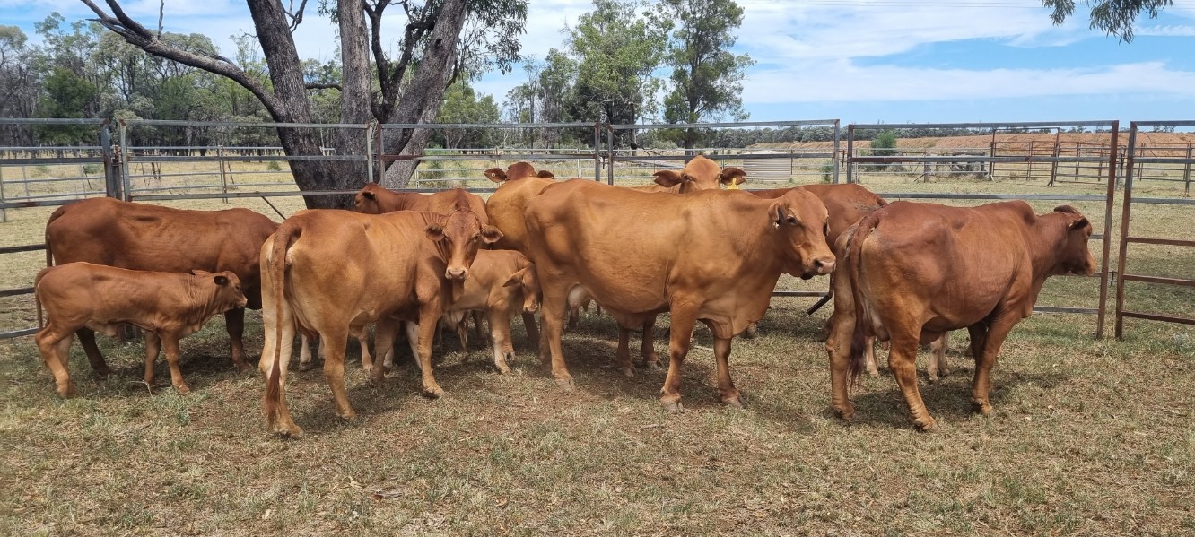 Lot 415 - 8 Station Mated Cows & 8 Calves | AuctionsPlus