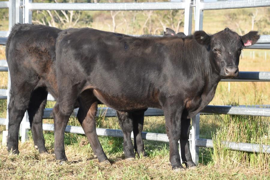 Lot 219 - 15 Unweaned Steers | AuctionsPlus