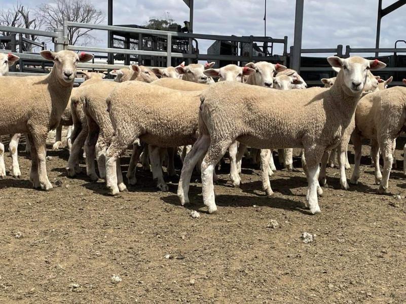 Lot 16 - 95 Future Breeder Ewe Lambs | AuctionsPlus