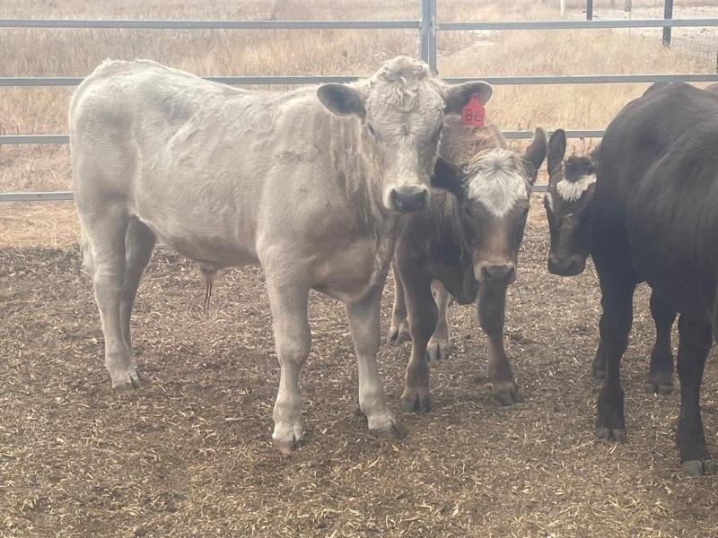Lot 750 - 10 Unweaned Steers | AuctionsPlus