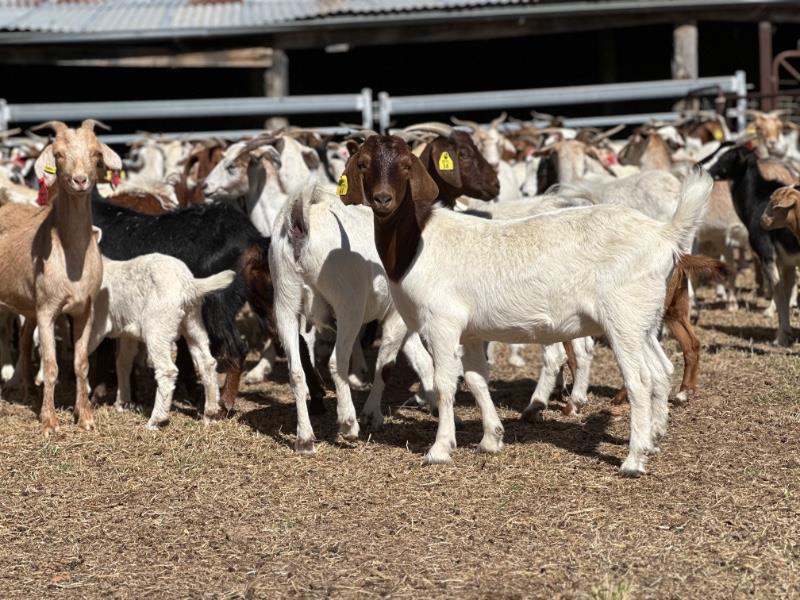 Lot 656 - 106 Goats - Does | AuctionsPlus