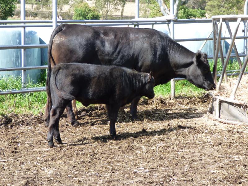Lot 652 - 5 Station Mated Cows & 5 Calves | AuctionsPlus