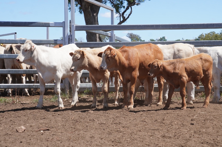 Lot 573 - 17 Station Mated Cows & 17 Calves | AuctionsPlus