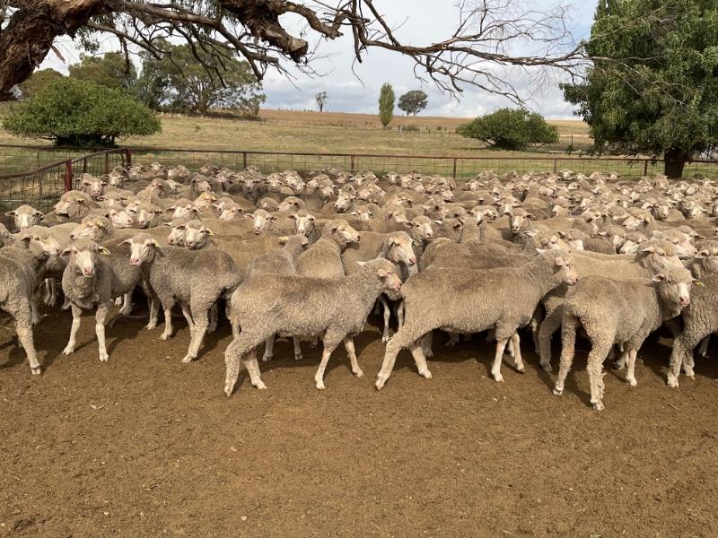 Lot 210 - 240 NSM Ewe Hoggets | AuctionsPlus