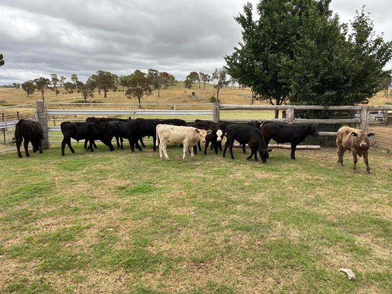 Lot 317 - 15 Unweaned Steers | AuctionsPlus