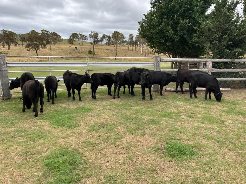 Lot 318 - 10 Unweaned Heifers | AuctionsPlus