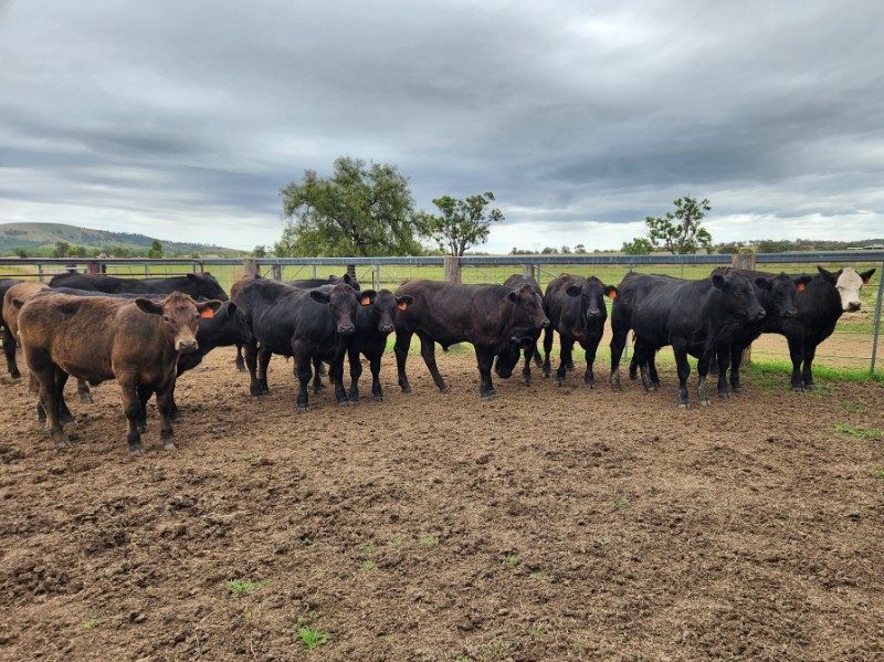 Lot 363 - 17 Weaned Steers | AuctionsPlus