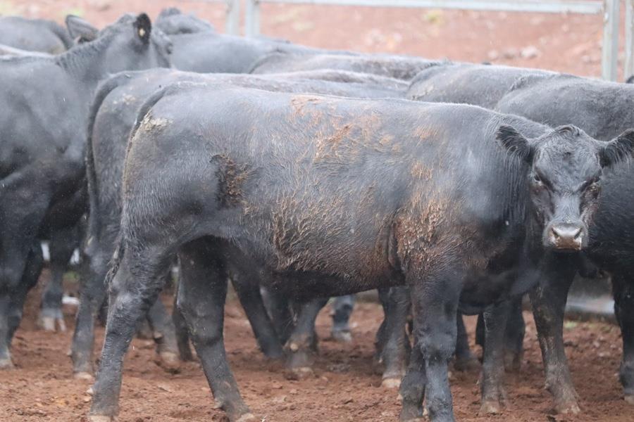 Lot 329 - 34 Yearling Steers | AuctionsPlus