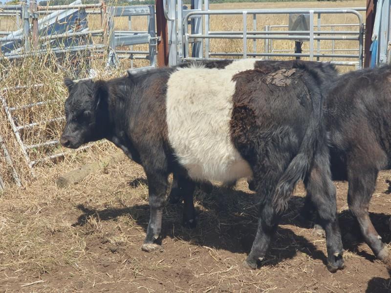 Lot 460 - 10 Unweaned Steers | AuctionsPlus