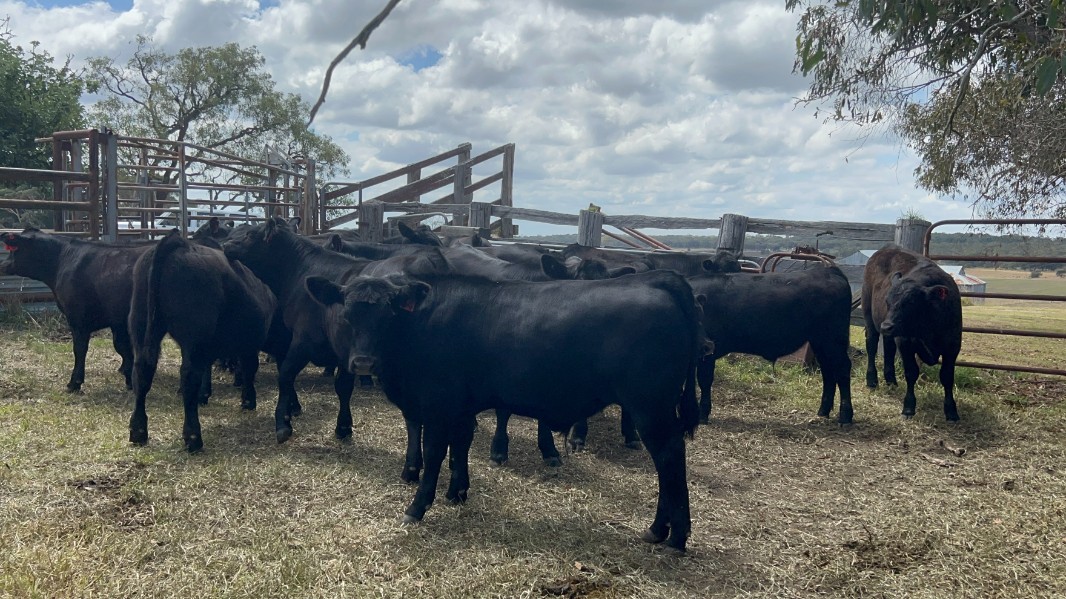 Lot 402 - 18 Unweaned Steers | AuctionsPlus