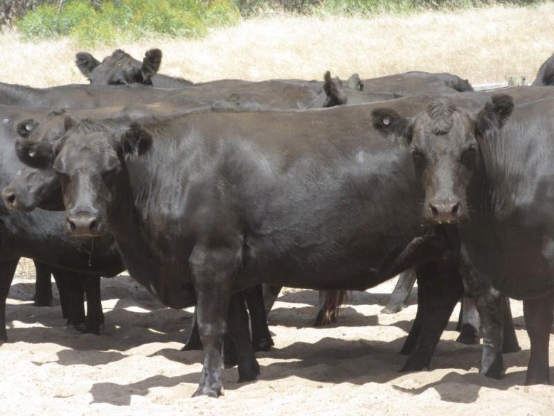 Lot 928 - 55 Station Mated Cows | AuctionsPlus