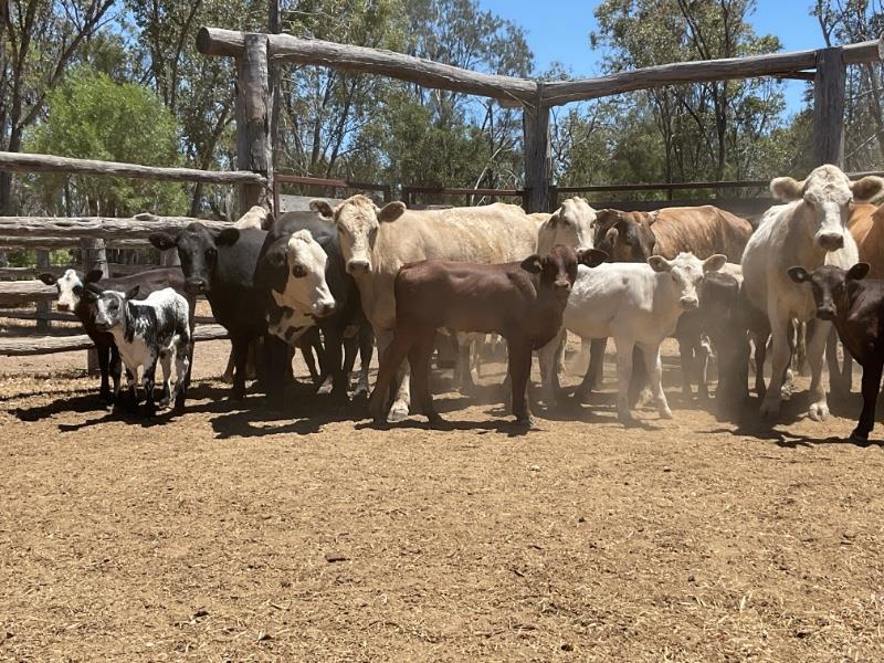 Lot 548 - 22 Cows & 22 Calves | AuctionsPlus