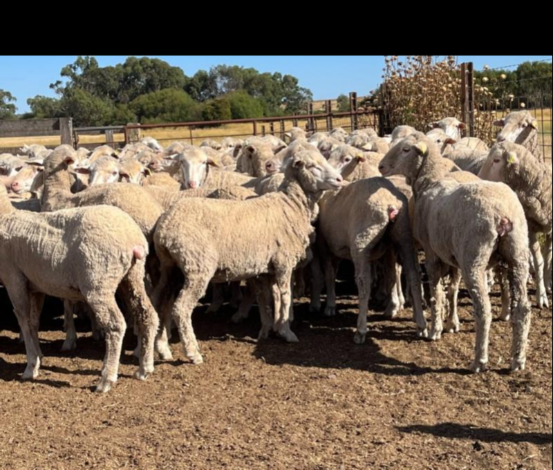 Lot 243 - 145 NSM Ewe Hoggets | AuctionsPlus