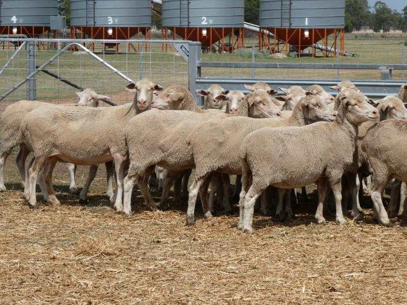 Lot 6 - 200 SIL Ewes | AuctionsPlus