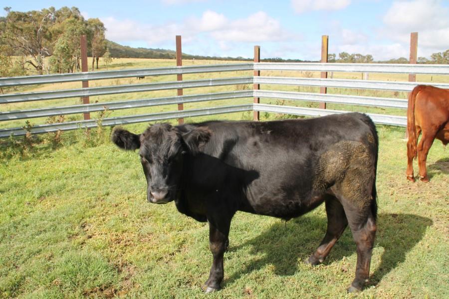 Lot 315 - 5 Unweaned Steers | AuctionsPlus