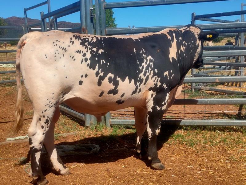 Lot 822 - 1 Bull | AuctionsPlus