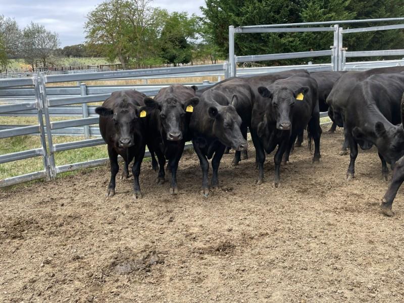 Lot 657 - 17 PTIC Cows | AuctionsPlus