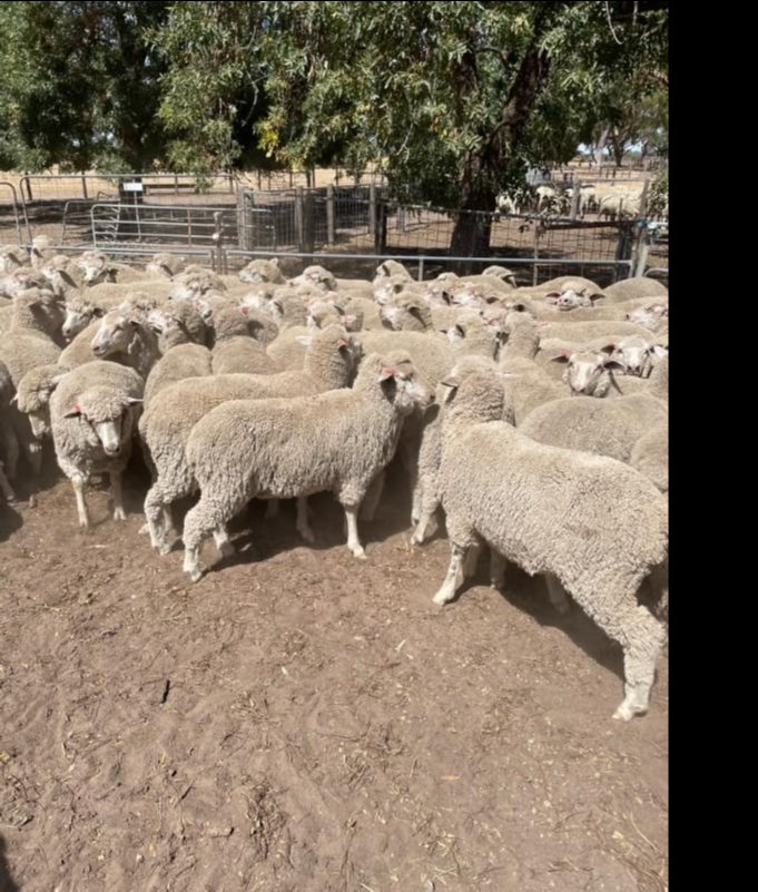 Lot 170 - 124 Future Breeder Ewe Lambs | AuctionsPlus