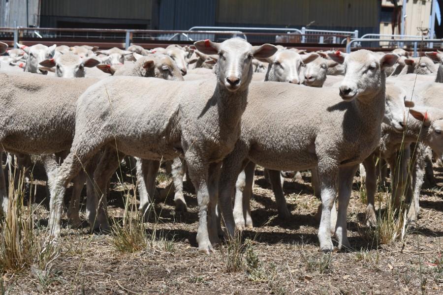 Lot 807 - 200 Mixed Sex Store Lambs | AuctionsPlus