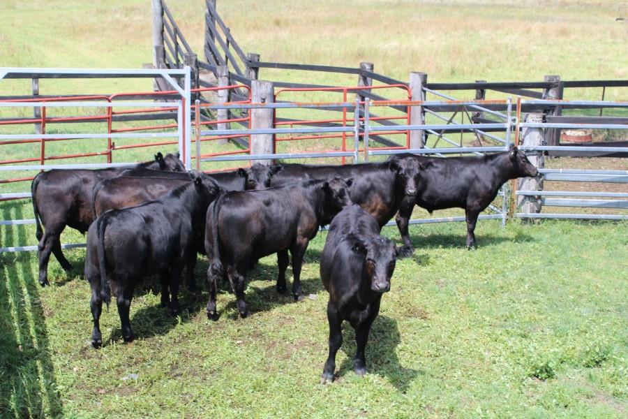 Lot 550 - 8 Unweaned Steers | AuctionsPlus