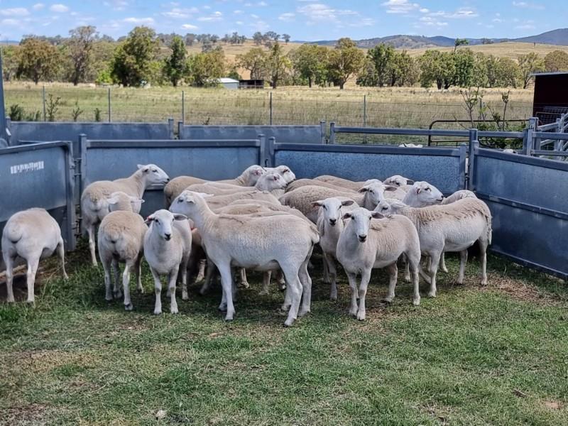 Lot 799 - 21 Future Breeder Ewe Lambs | AuctionsPlus