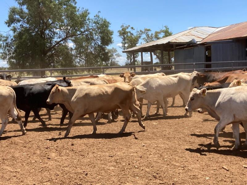 Lot 728 - 72 PTIC Heifers | AuctionsPlus