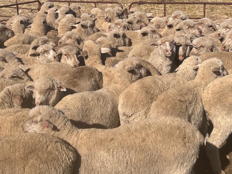 Lot 882 - 104 Store Wether Lambs | AuctionsPlus