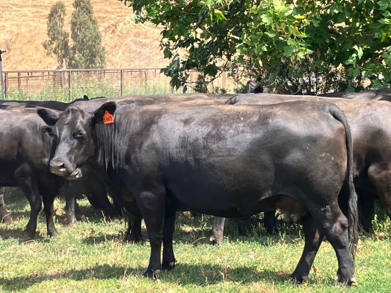 Lot 902 - 34 PTIC Cows | AuctionsPlus