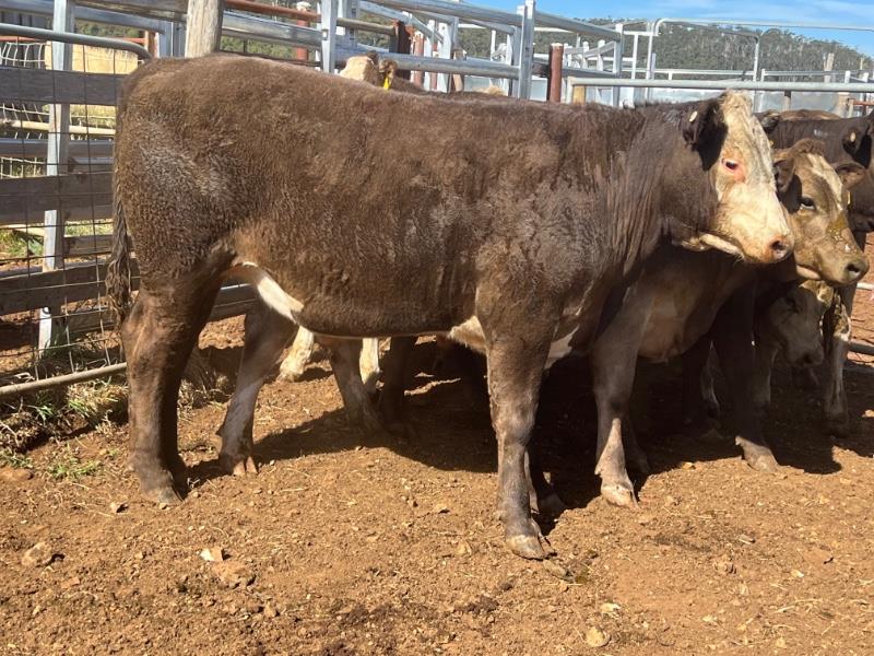 Lot 472 - 8 Weaned Steers | AuctionsPlus