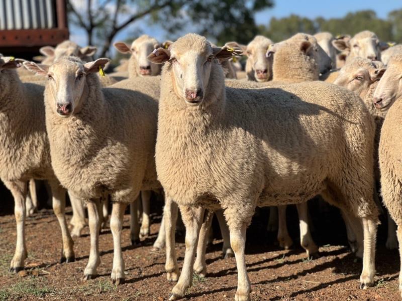 Lot 171 - 190 SIL Ewe Hoggets | AuctionsPlus