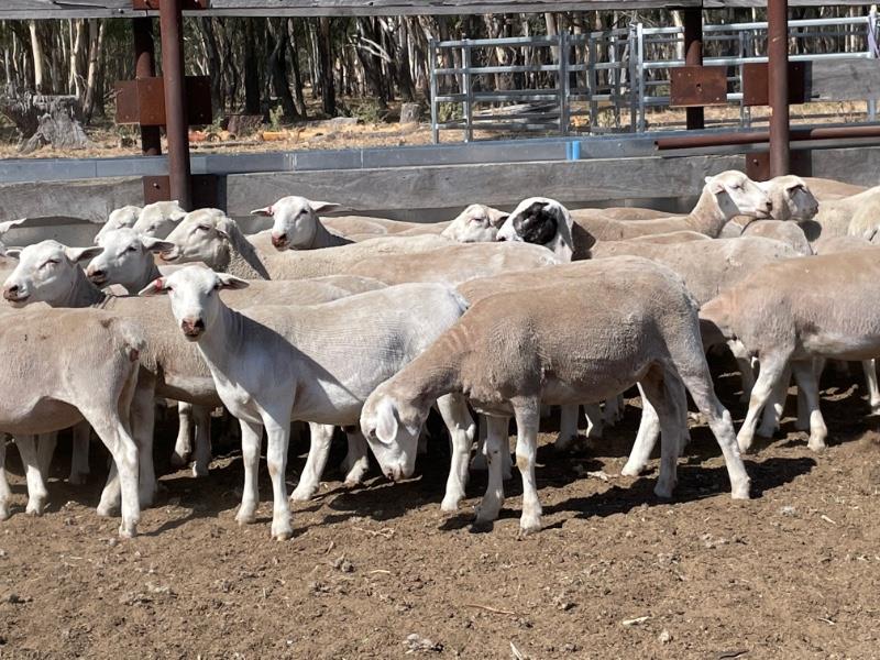 Lot 826 - 48 Station Mated Ewe Lambs | AuctionsPlus